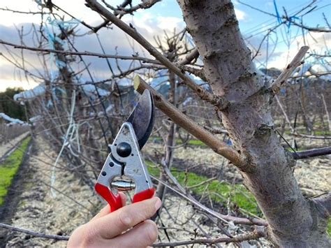 Pruning And Load Regulation For Orchard Development Smartcherry