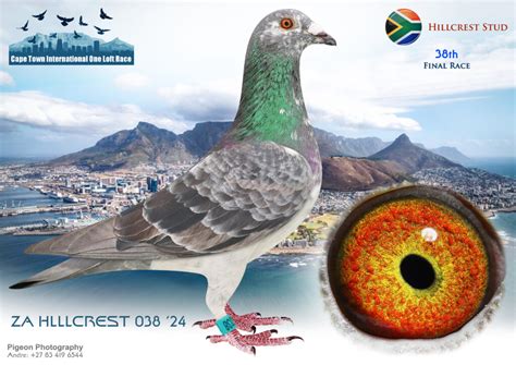 Lot 39 Capetown Hillcrest Stud Za 24 Hillcrest 038 Sireza22 49269