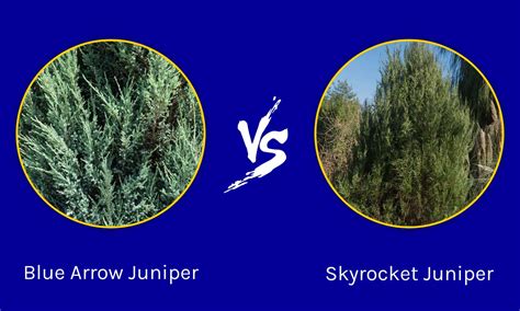 Blue Arrow Juniper Vs Skyrocket Juniper A Z Animals