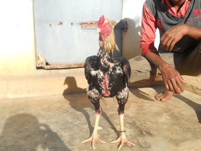Sathineni Asil