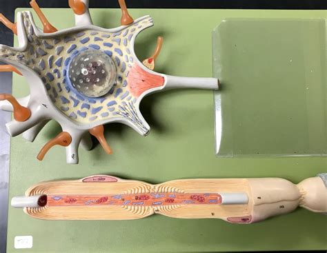 Nerve Cell Model Diagram Quizlet