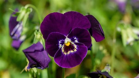Types Of Purple Perennial Flowers