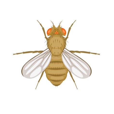 Drosophila Melanogaster