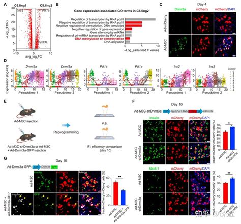 If136胰腺细胞再生新途径——腺泡细胞转分化 知乎