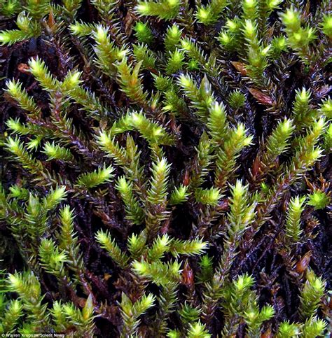 Diagram Diagram Of Moss Mydiagramonline