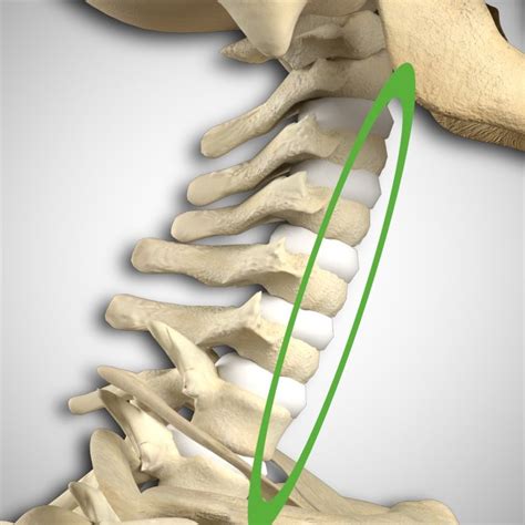Anterior Intervertebral Joints In The Cervical Spine 3d Muscle Lab