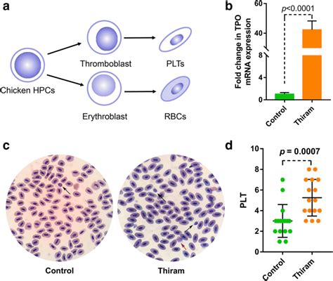 What Does Platelet Estimate Increased Mean At Adolfo Scanlan Blog