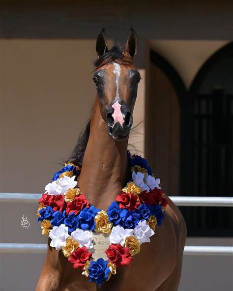 Marlayna Pcf Orrion Farms