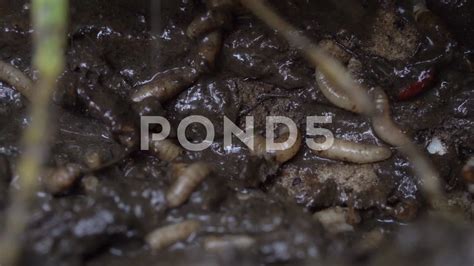 Why Do Maggots Form On Dead Bodies At George Ochoa Blog