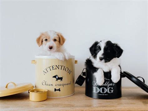 Super Cute Puppies
