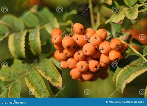 Fruits Of Rowan On Tree Stock Image Image Of Plant 127348967