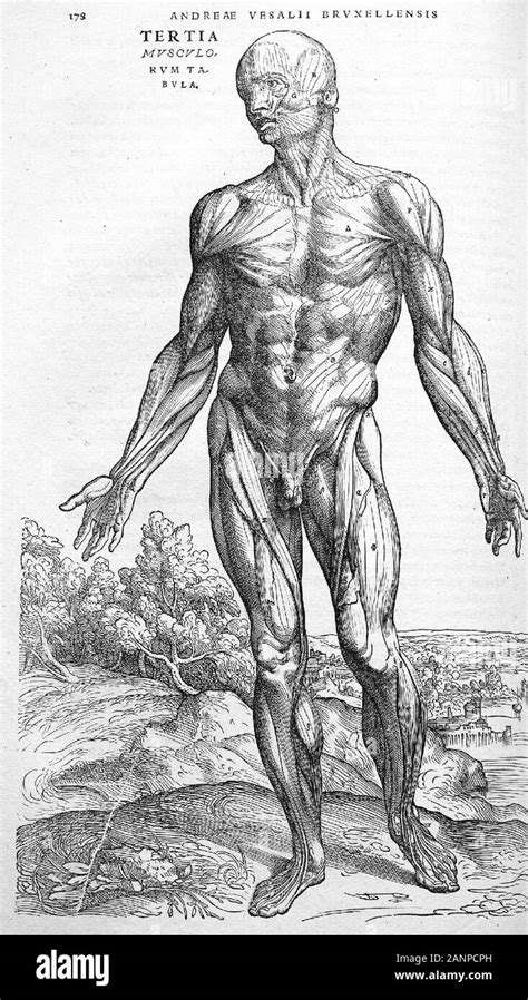 Illustrations From De Humani Corporis Fabrica Libri Septem On The