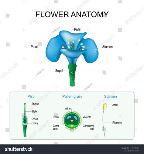 Plant Pistil Diagram