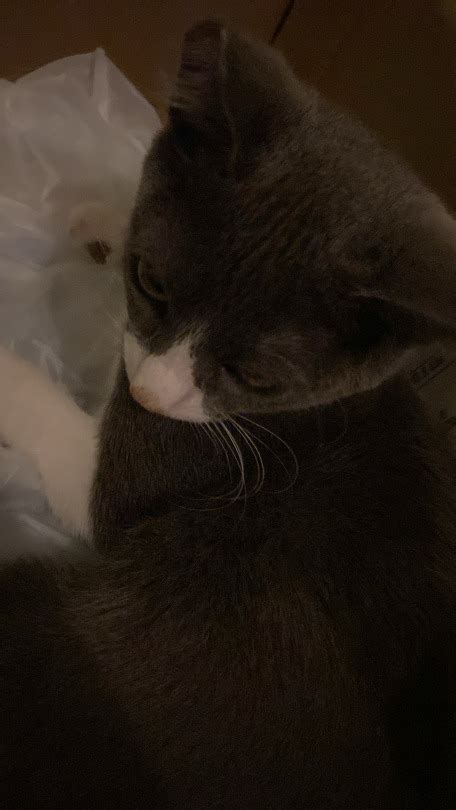 Lucent Roase On Tumblr