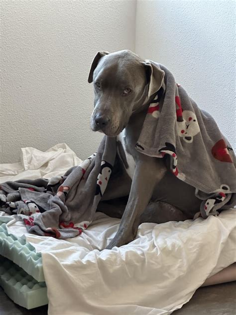 Osteosarcoma Dog Perro Rosteosarcoma