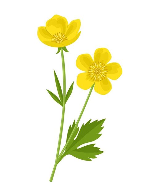 Vector Illustration Buttercups Flower Or Ranunculus Eschscholtzii