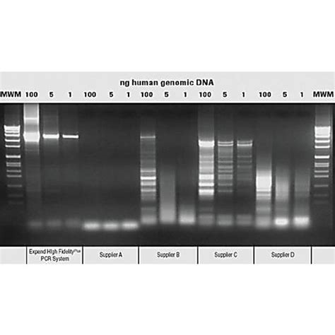 Expand Long Template Pcr System Roche