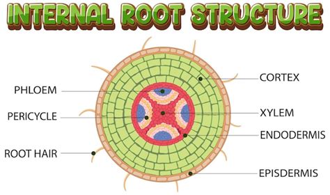 Free Vector Internal Structure Of Root Diagram