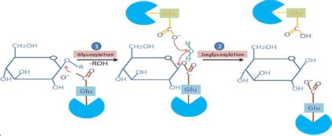 Mode Of Action Of Retaining β Glucosidase Amer Et Al 2017 2