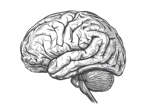 Human Brain Drawing Premium Ai Generated Image