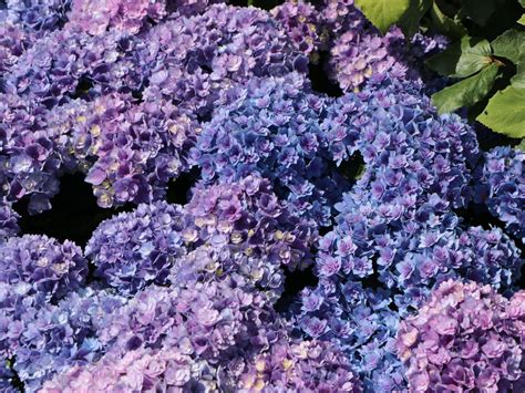 Gefüllte Ballhortensie You And Me Together Blau Hydrangea