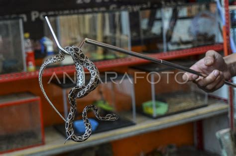 Budidaya Ular Berbisa Antara Foto
