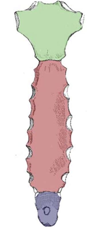 Sternum Diagram Quizlet
