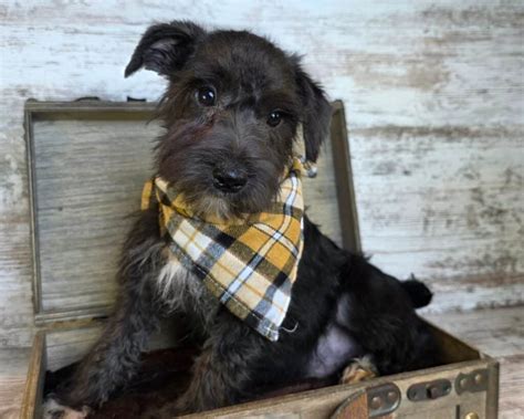 Buford Fernweh Schnauzers