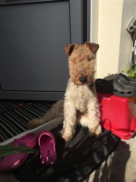 George Taking In The Morning Sun Scrolller