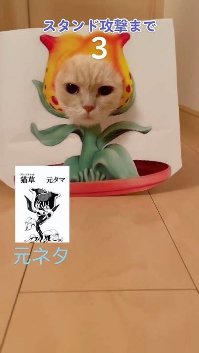 『ジョジョ4部の猫草実写版』 ジョジョの奇妙な冒険 Jojo 猫草 ストレイキャット Youtube