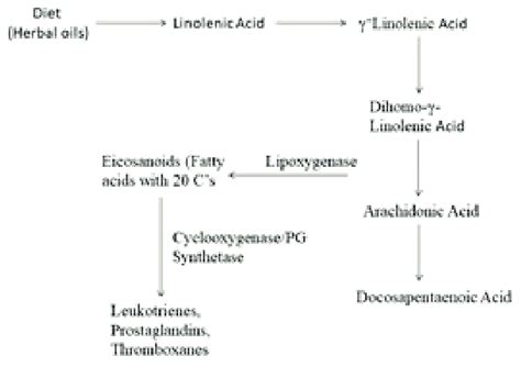 Conversion Of Dietary Polyunsaturated Fatty Acids To Hormone Like