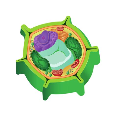 Plant Cell Without Labels