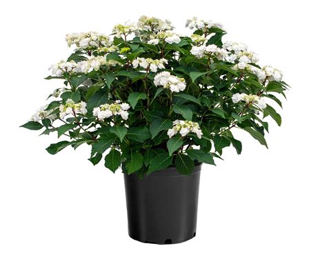 Dancing Snow Wedding Gown Hydrangea