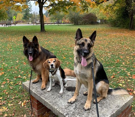 Pawsitive K 9 Behavior School Pittsburgh Pa