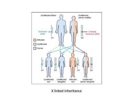 Modes Of Inheritance Of Genes Hmgpptx