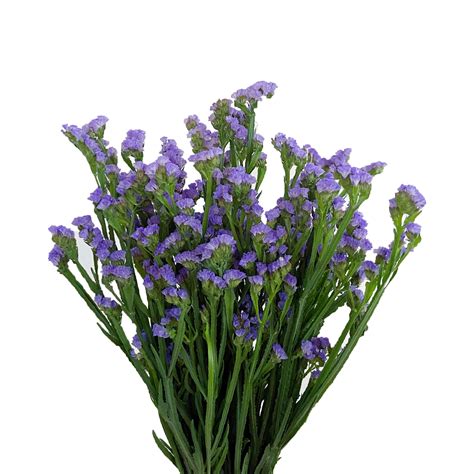 Statice Light Purple Half Bundle Floralife Sdn Bhd