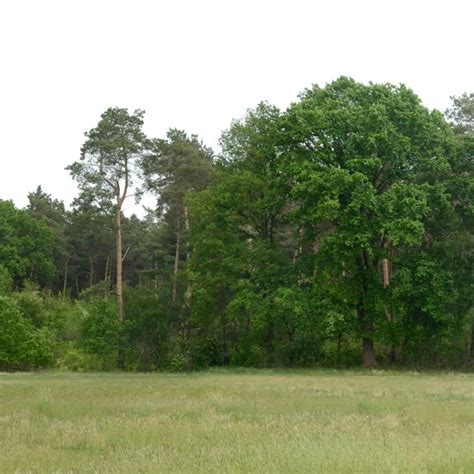 Sketchup Pro Png Backdrop Trees For Post Production 4k Facebook