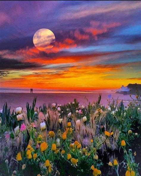 💛good 🦩 Afternoon🦩 Evening 🦩 In Spite Of Everything I Shall Rise Again 🦩 Vincent 🦩van 🦩