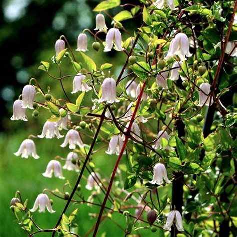 Clematis Texensis X Viorna Kaiu Clematis Westphal