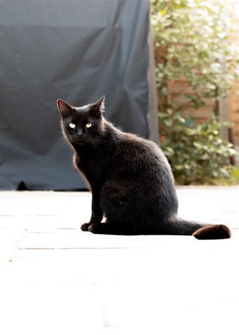 Meet My Void Jet I Think His Name Is Very Fitting Rblackcats