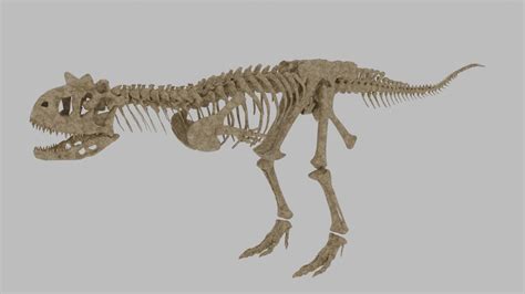 3d Carnotaurus Skeleton High Detail Cretaceous Theropod Turbosquid