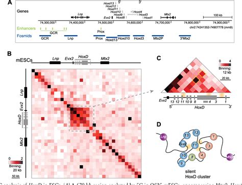 Figure 1 From Edinburgh Research Explorer Spatial Genome Organization