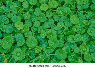 Centella Reversa Images: Browse 1,419 Stock Photos & Vectors Free ...
