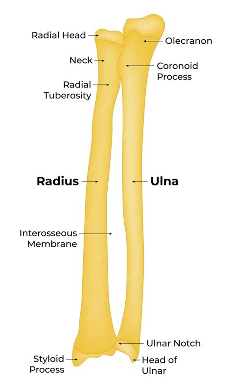 Premium Vector Radius Ulna Bone Anatomy Vector Illustration
