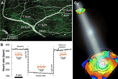 Seas Faculty Spotlight A Decade Of Developments In Cardiac Optogenetics Gw Today The George
