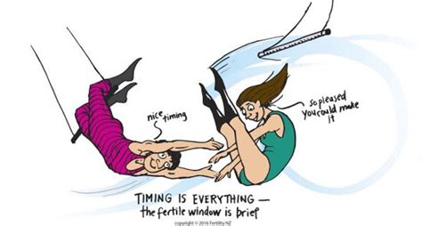 Timing Of Sex Fertility Nz