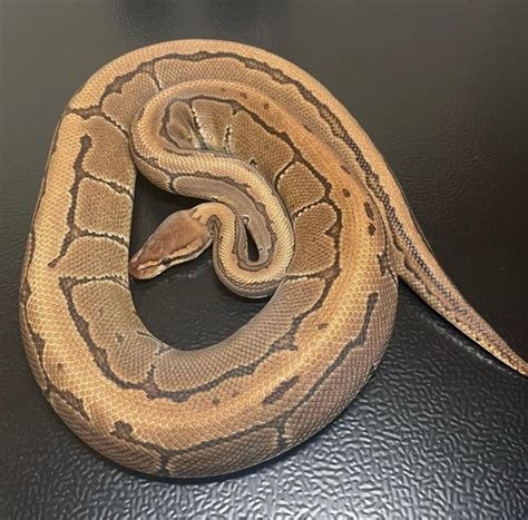 Pinstripe Het Sunset Ph Ultramel Ball Python By Origin Royals
