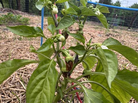 Tom Pastrano Tom Pastrano Added A New Photo