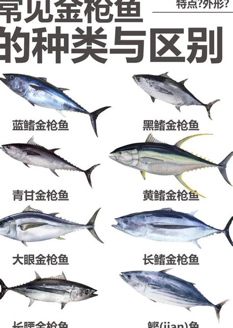 鲔鱼是什么鱼（鲔鱼和金枪鱼的区别） 十日日知识