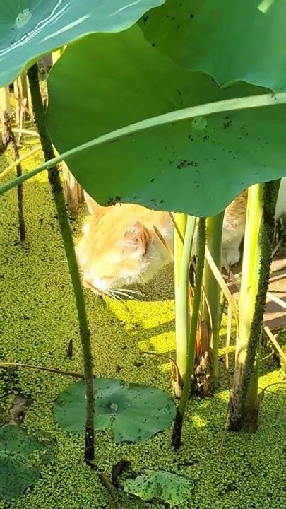 영심이 를 찿아서 🐾 Youtube